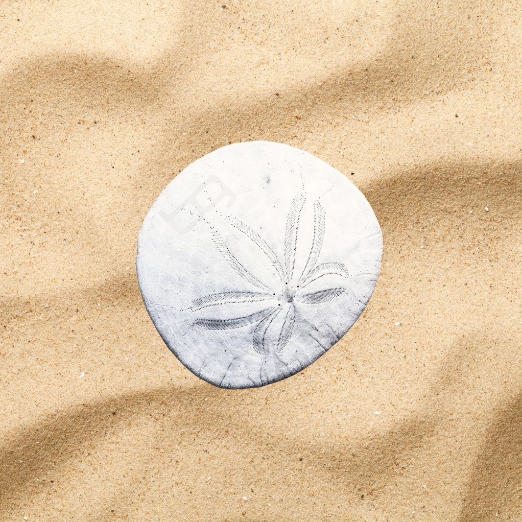 Beach Geeza | Your favorite beach, in a bottle. – Beach Geeza Fragrances