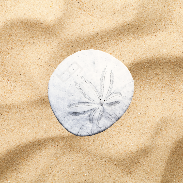 Beach Geeza | Your favorite beach, in a bottle. – Beach Geeza Fragrances